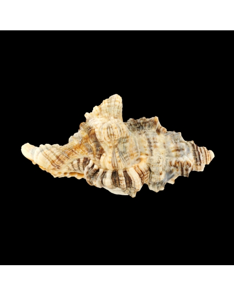 Cymatiidae Cymatium Nicobaricum