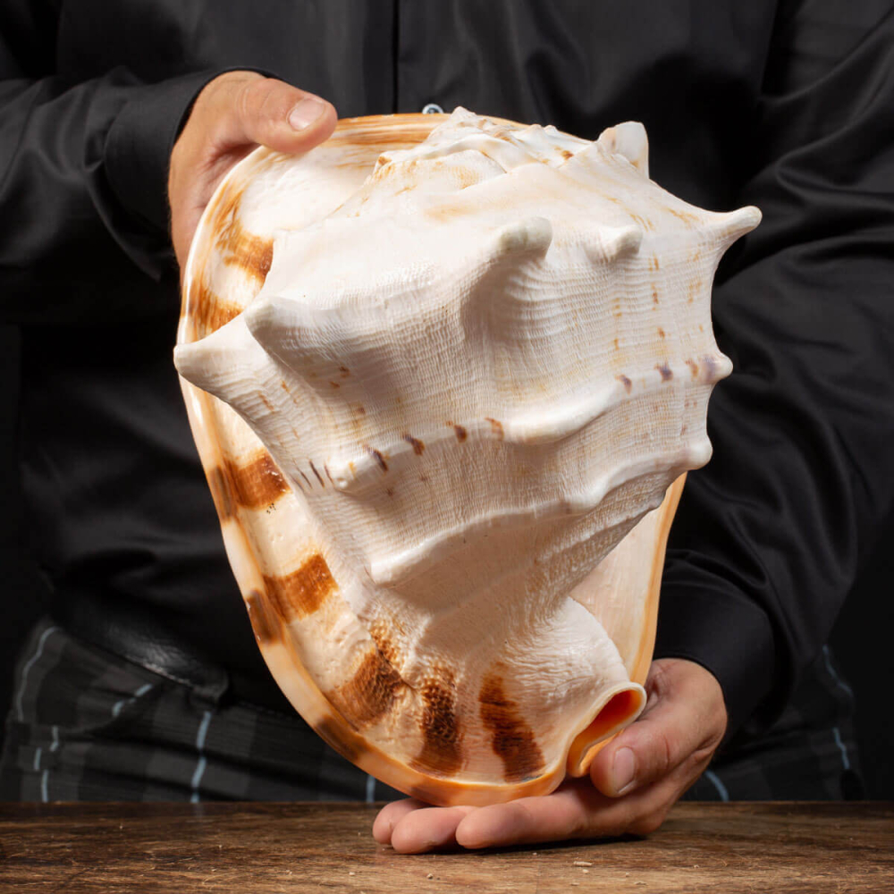 Cassis Cornuta: The Elegant Masterpiece of the Marine World.