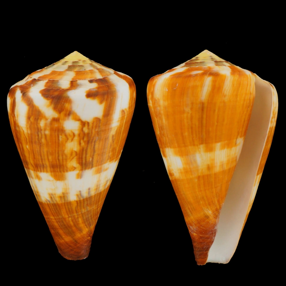 Conus Vexillum - Madagascar