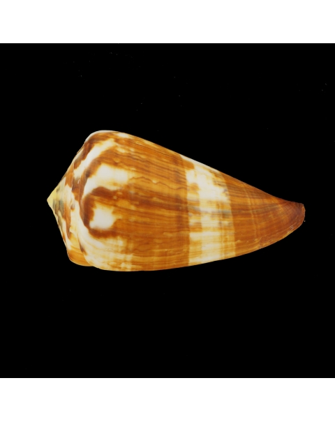 Conus Vexillum - Madagascar