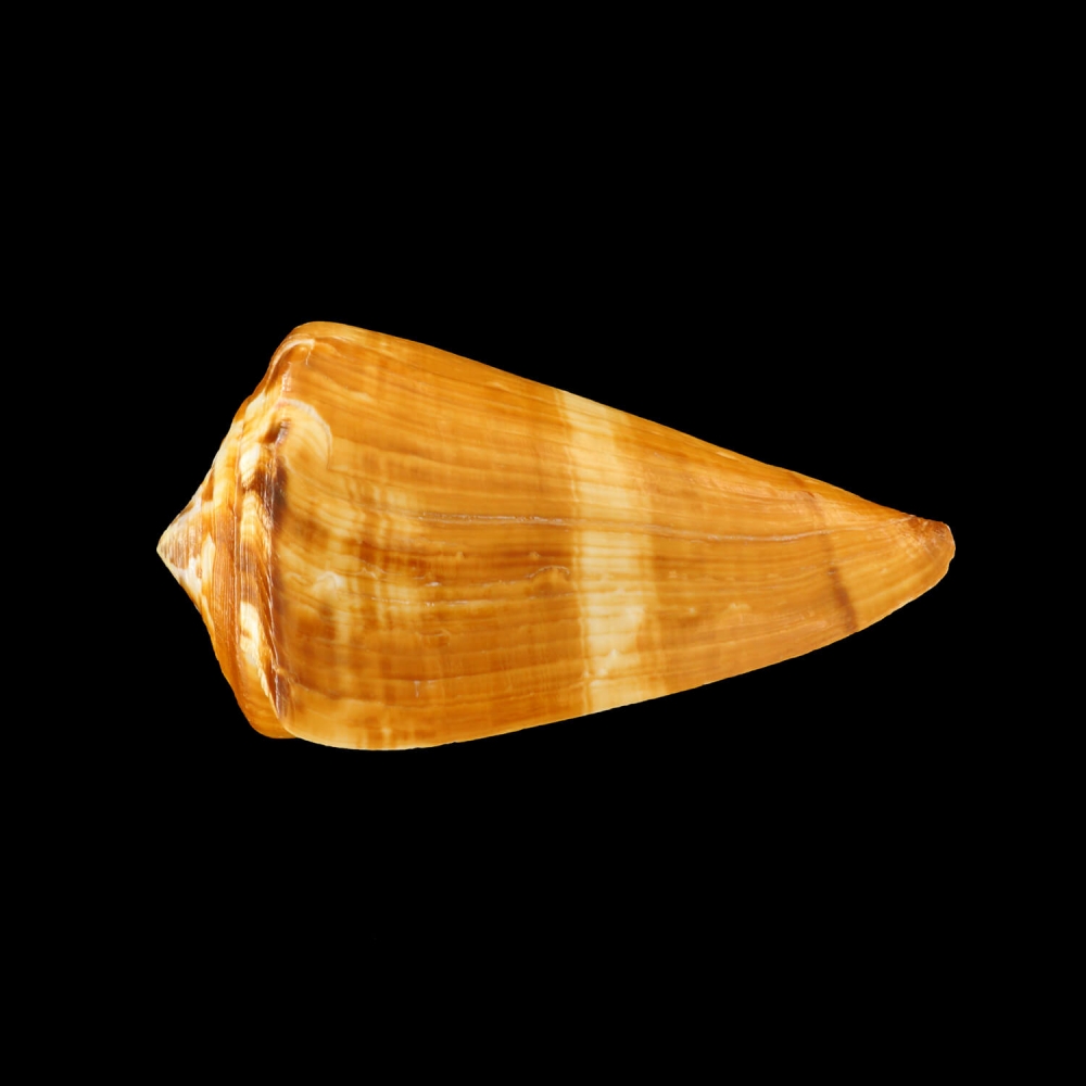 Conidae Conus Vexillum