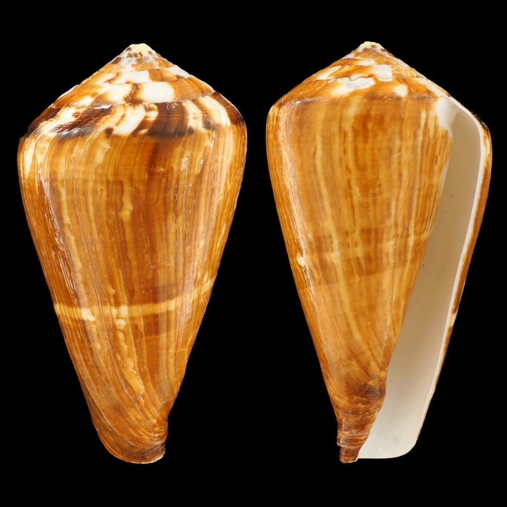 Conidae Conus Vexillum