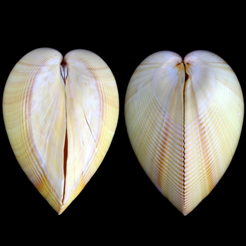 Laevicardium Elatum