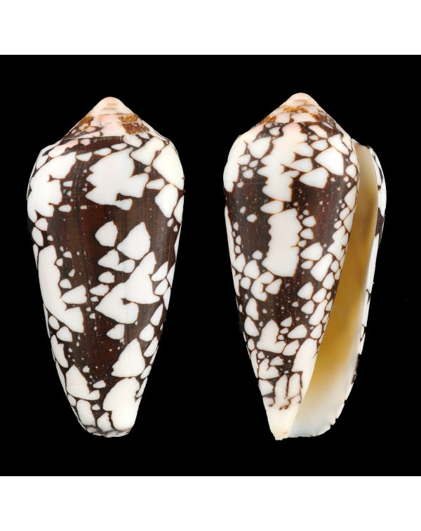 Conus Episcopatus