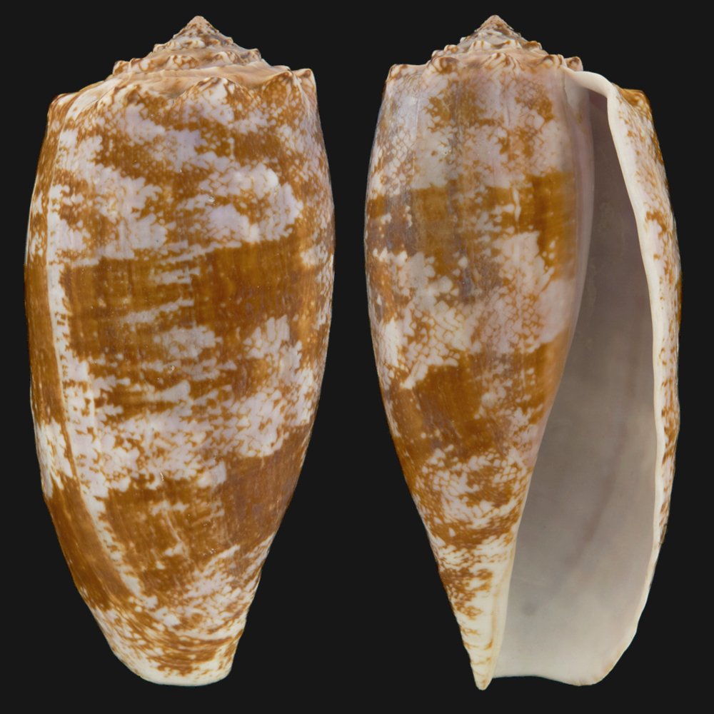 Conus Geographus - Madagascar