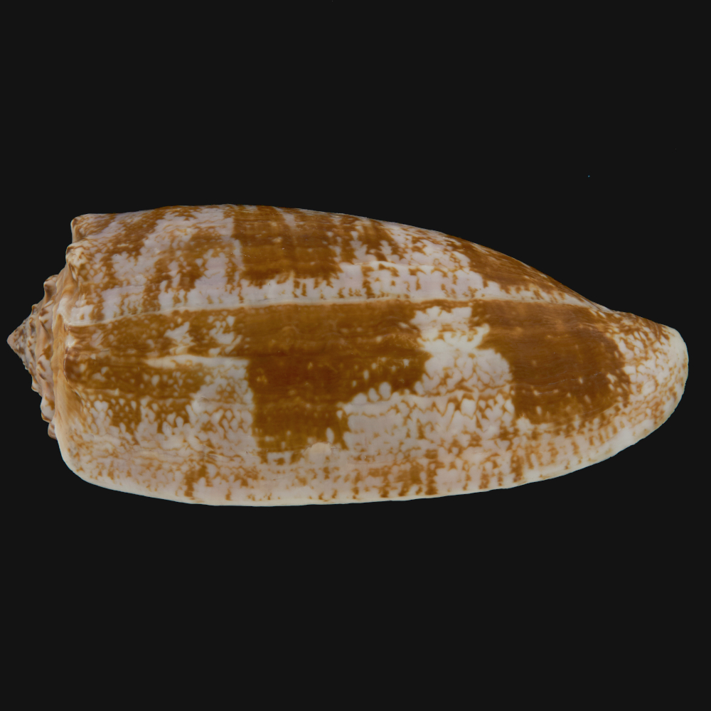 Conus Geographus - Madagascar
