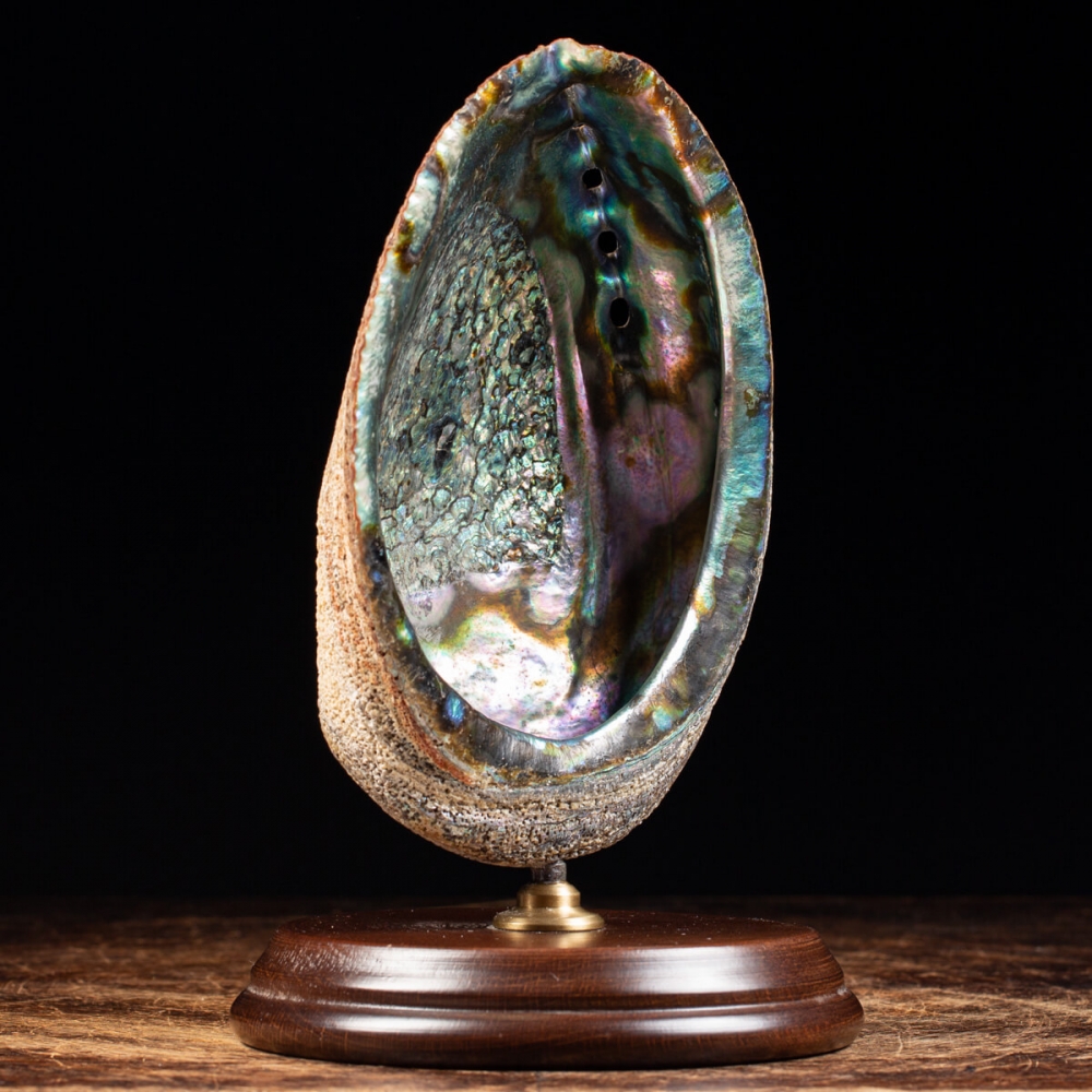 Haliotis Fulgens su piedistallo - California