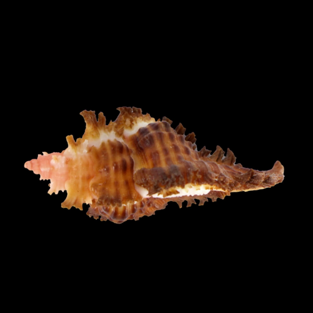 Chicoreus Strigatus