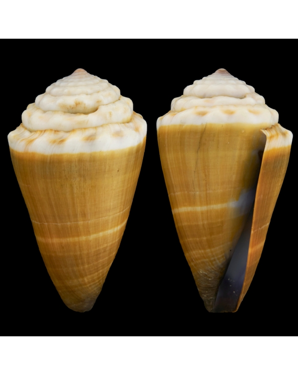 Conus Lividus