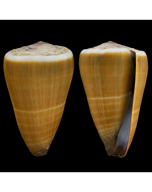 Conus Lividus
