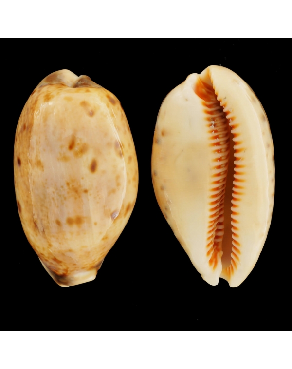Lyncina Lynx