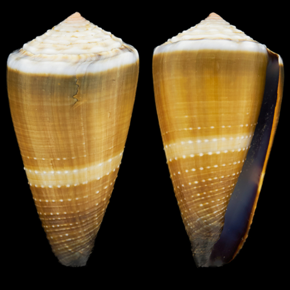Conus Lividus