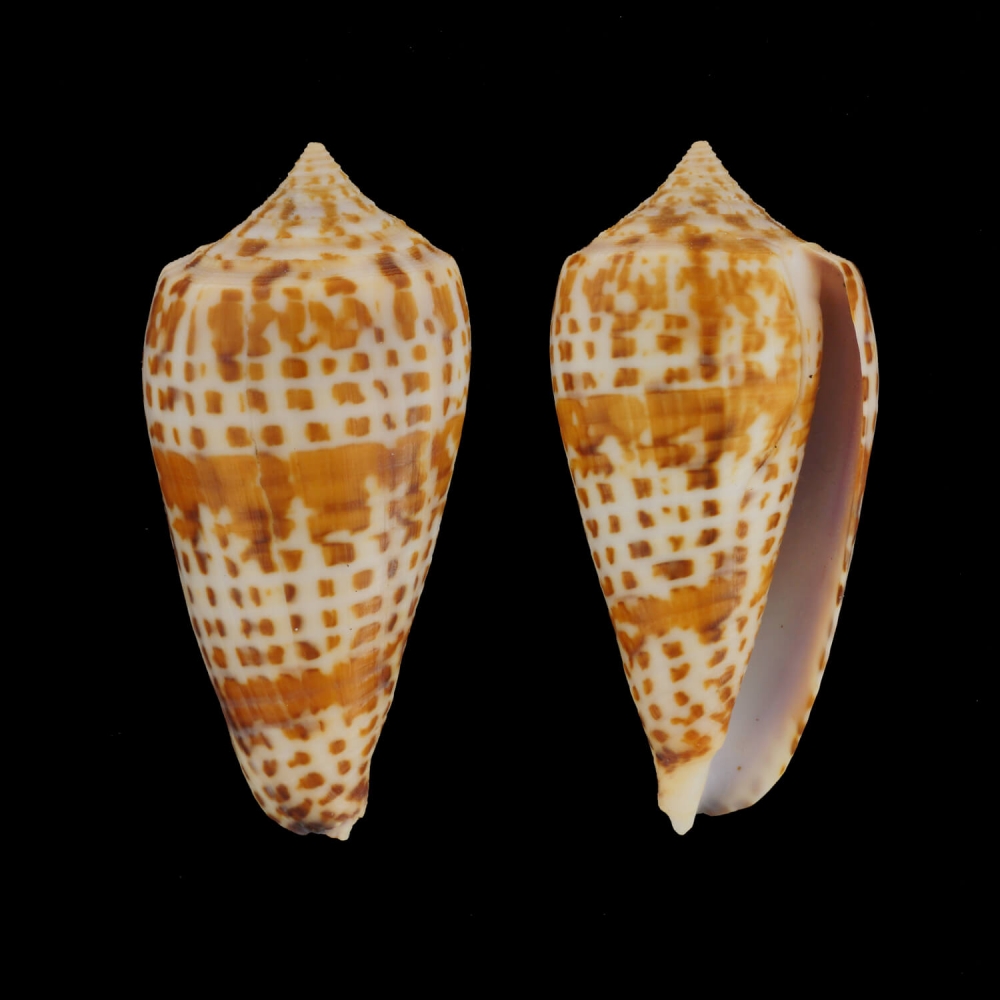 Conus (Phasmoconus) Lynceus