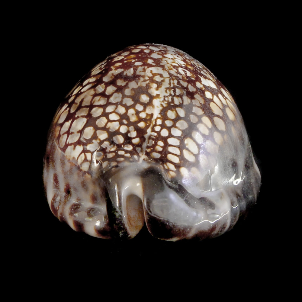 Cypraea Maculifera