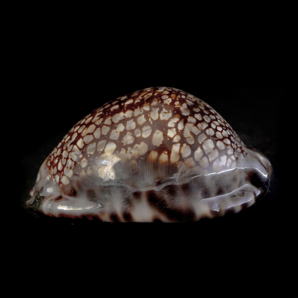 Cypraea Maculifera