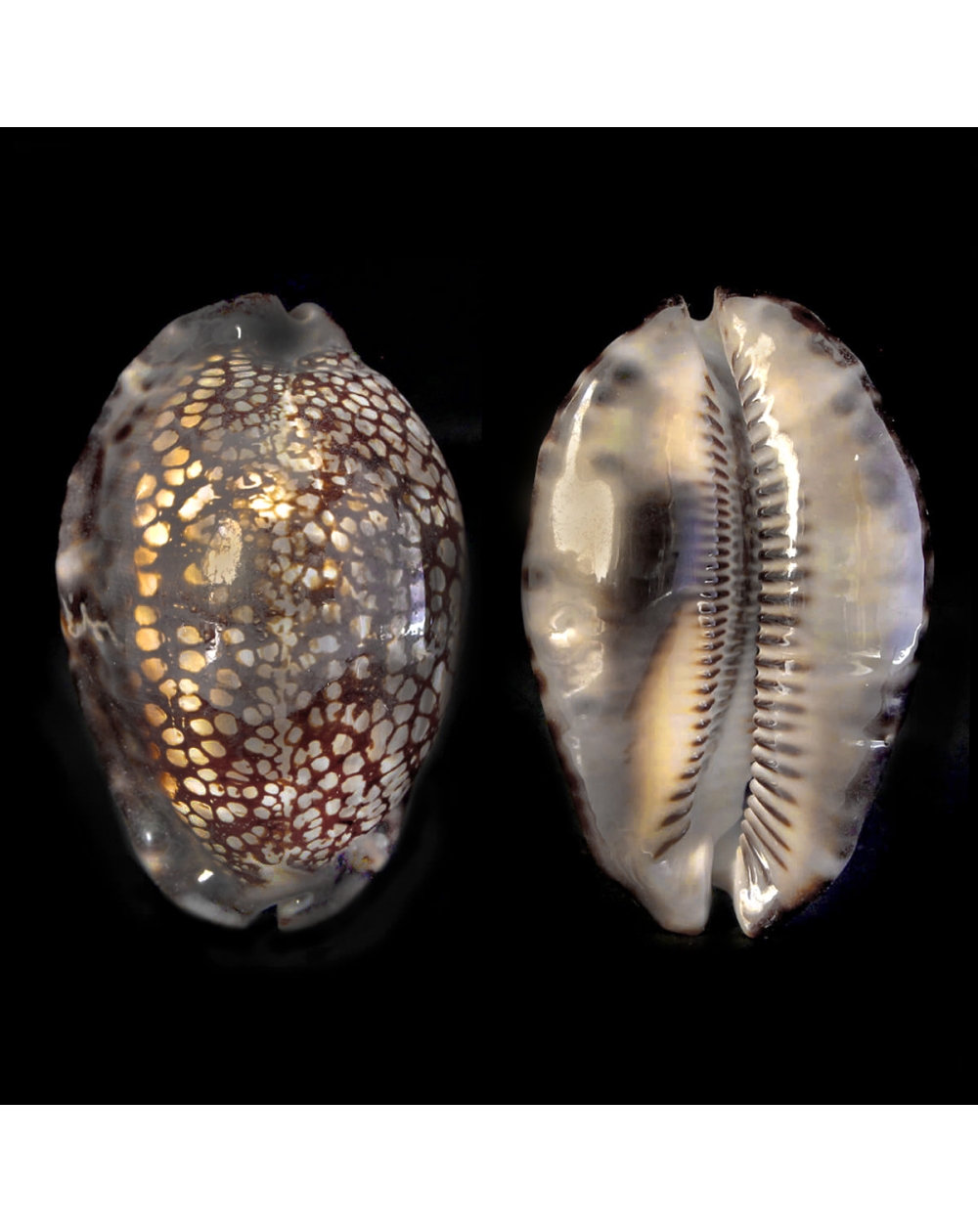 Cypraea Maculifera
