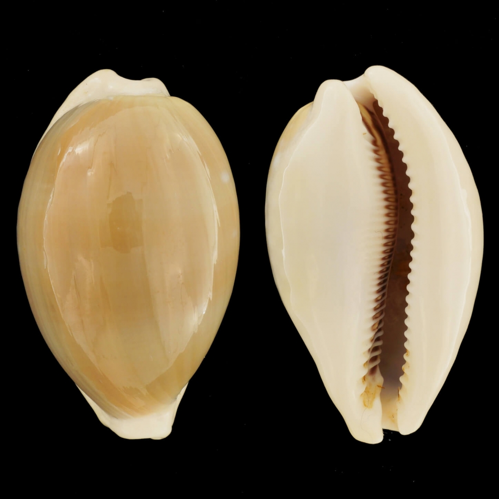 Lyncina Camelopardalis var. Mariae