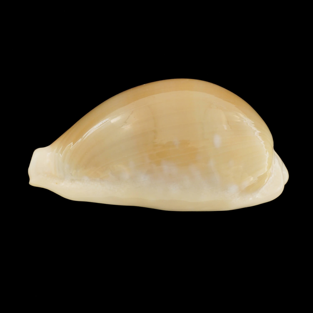 Lyncina Camelopardalis var. Mariae