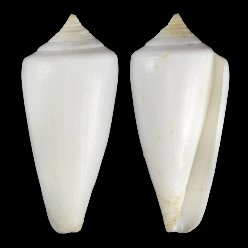 Calibanus Nivalis