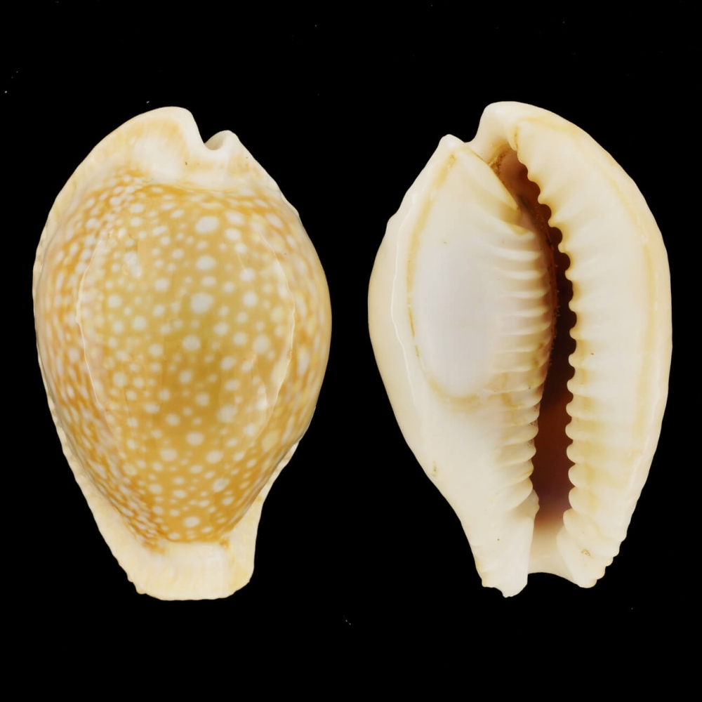 Cypraeidae Naria Miliaris