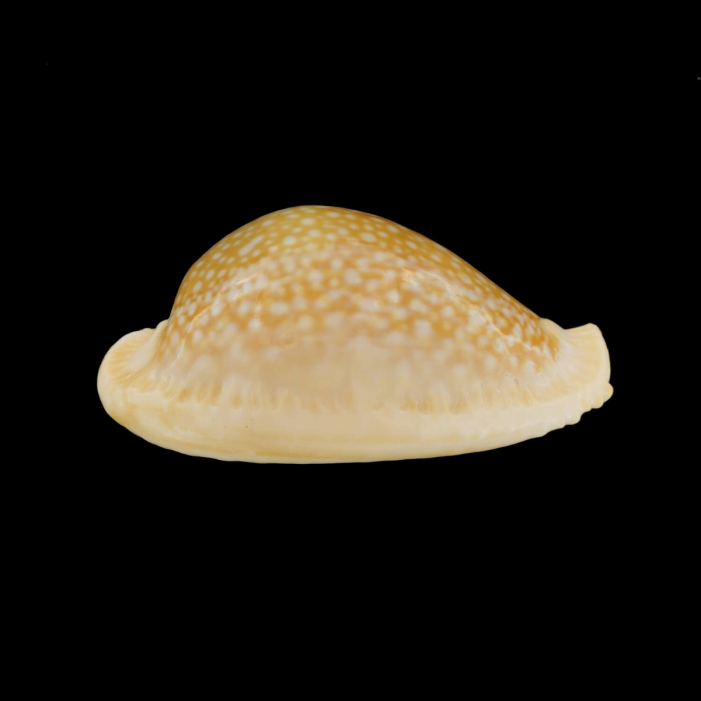 Cypraeidae Naria Miliaris