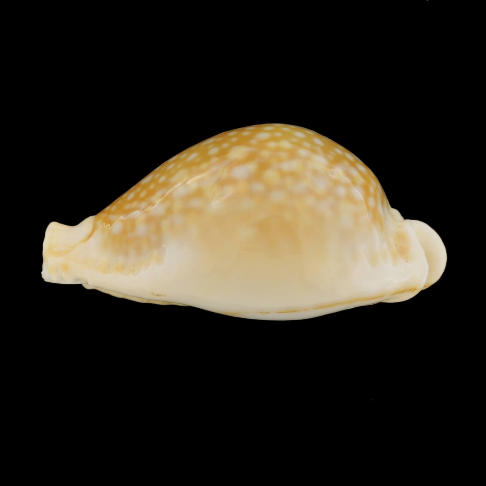 Cypraeidae Naria Miliaris