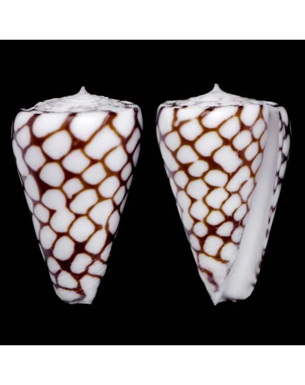 Conus Marchionatus