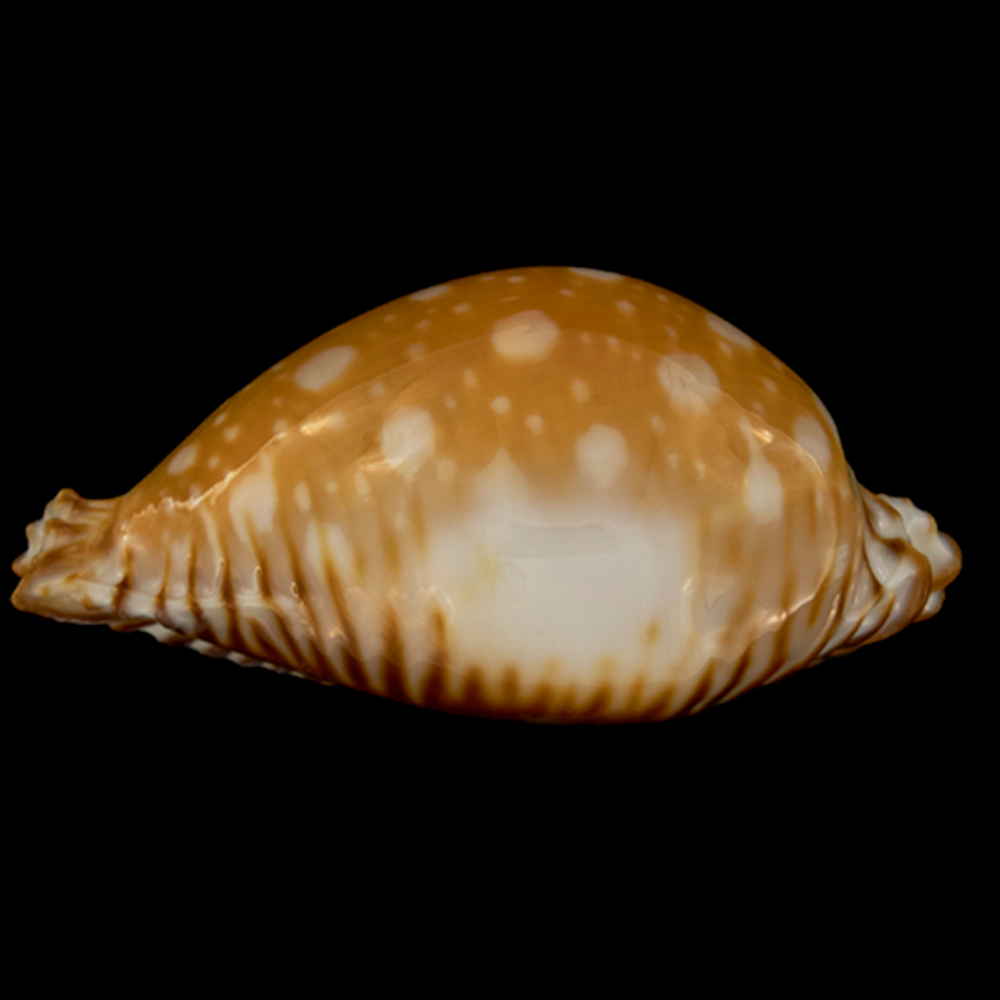 Perisserosa Guttata - Filippine
