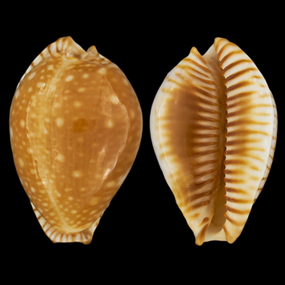 Perisserosa Guttata Azumai - Giappone