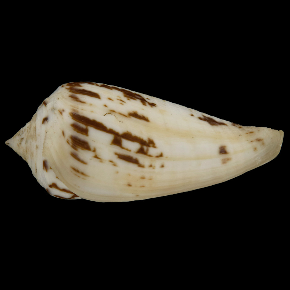Conus Pergrandis - Giappone
