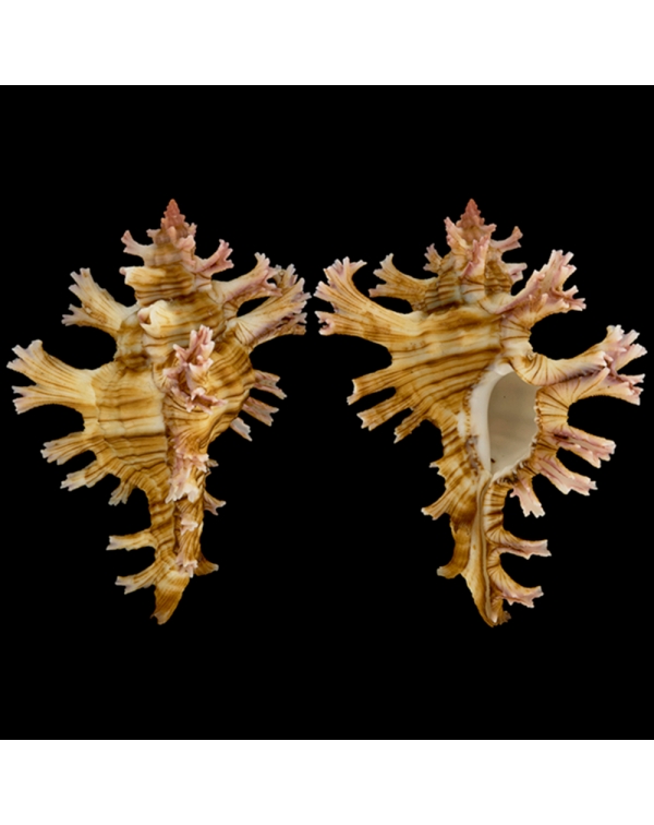 Chicoreus Palmarosae