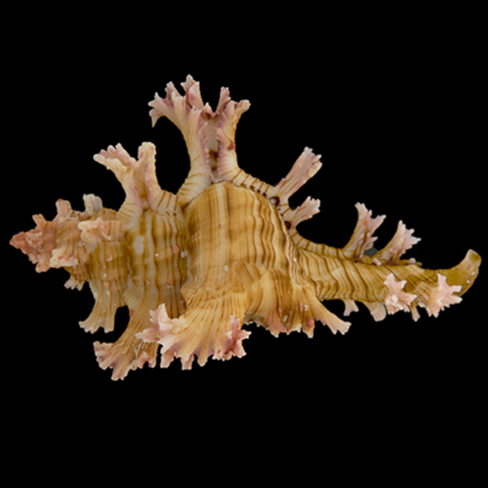 Chicoreus Palmarosae - Madagascar