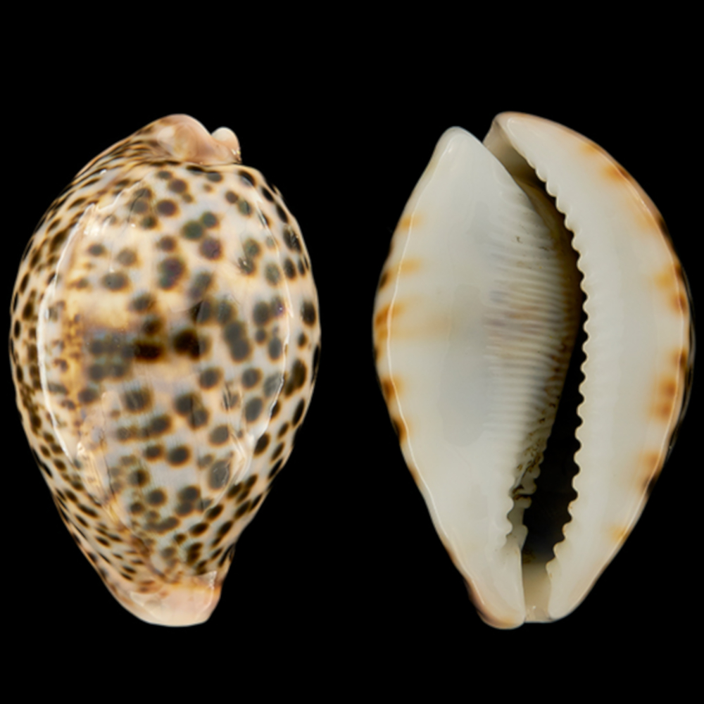 Cypraea Pantherina - Somaliland
