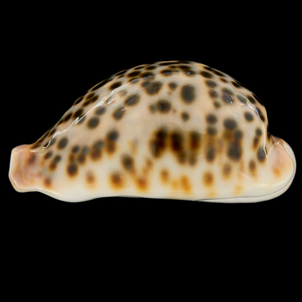 Cypraea Pantherina - Somaliland