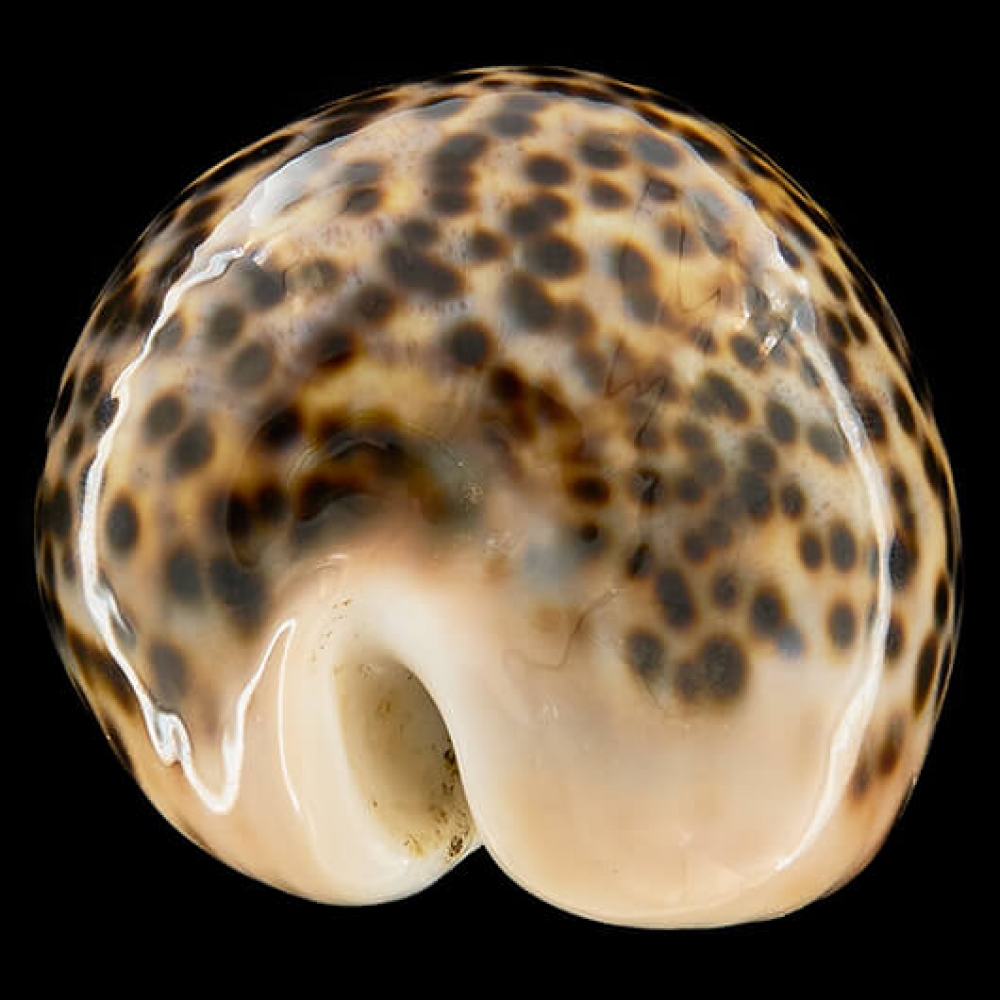 Cypraea Pantherina - Somaliland