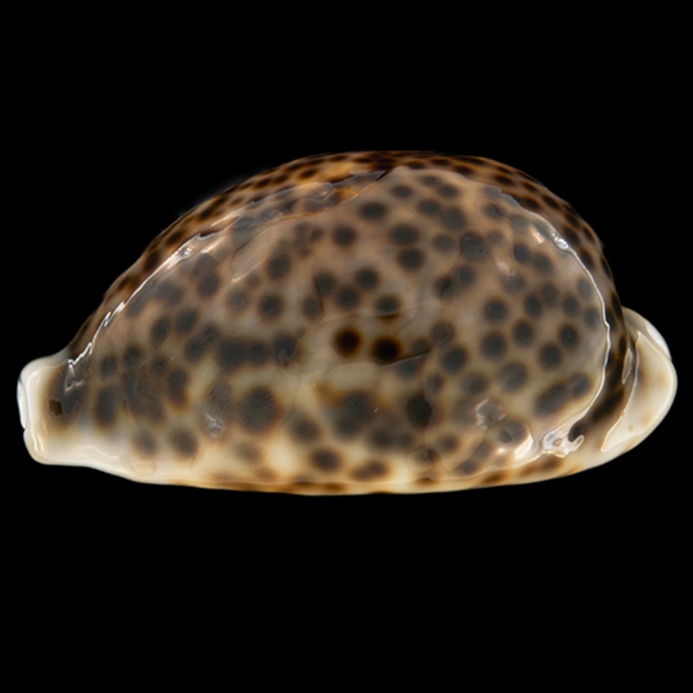 Cypraea Pantherina - Somaliland