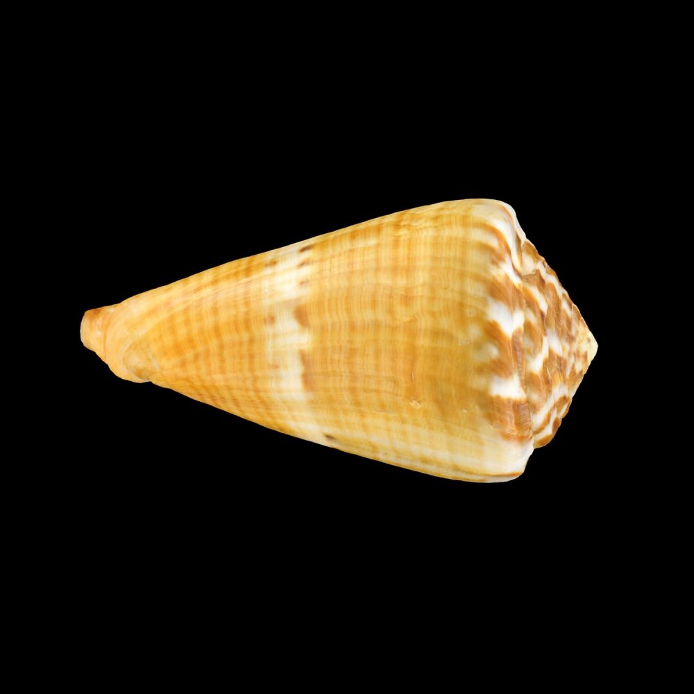 Konus (Rhizoconus) Namocanus