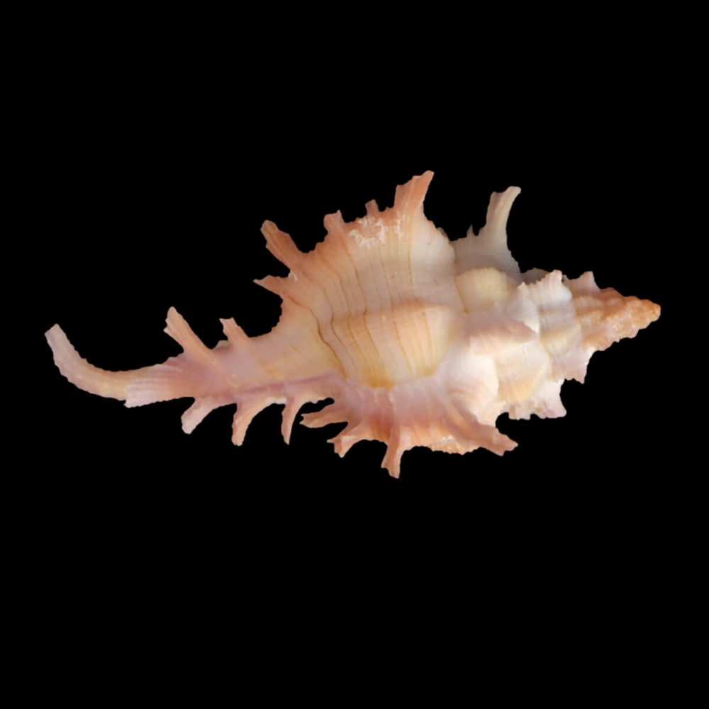 Chicoreus Rossiteri