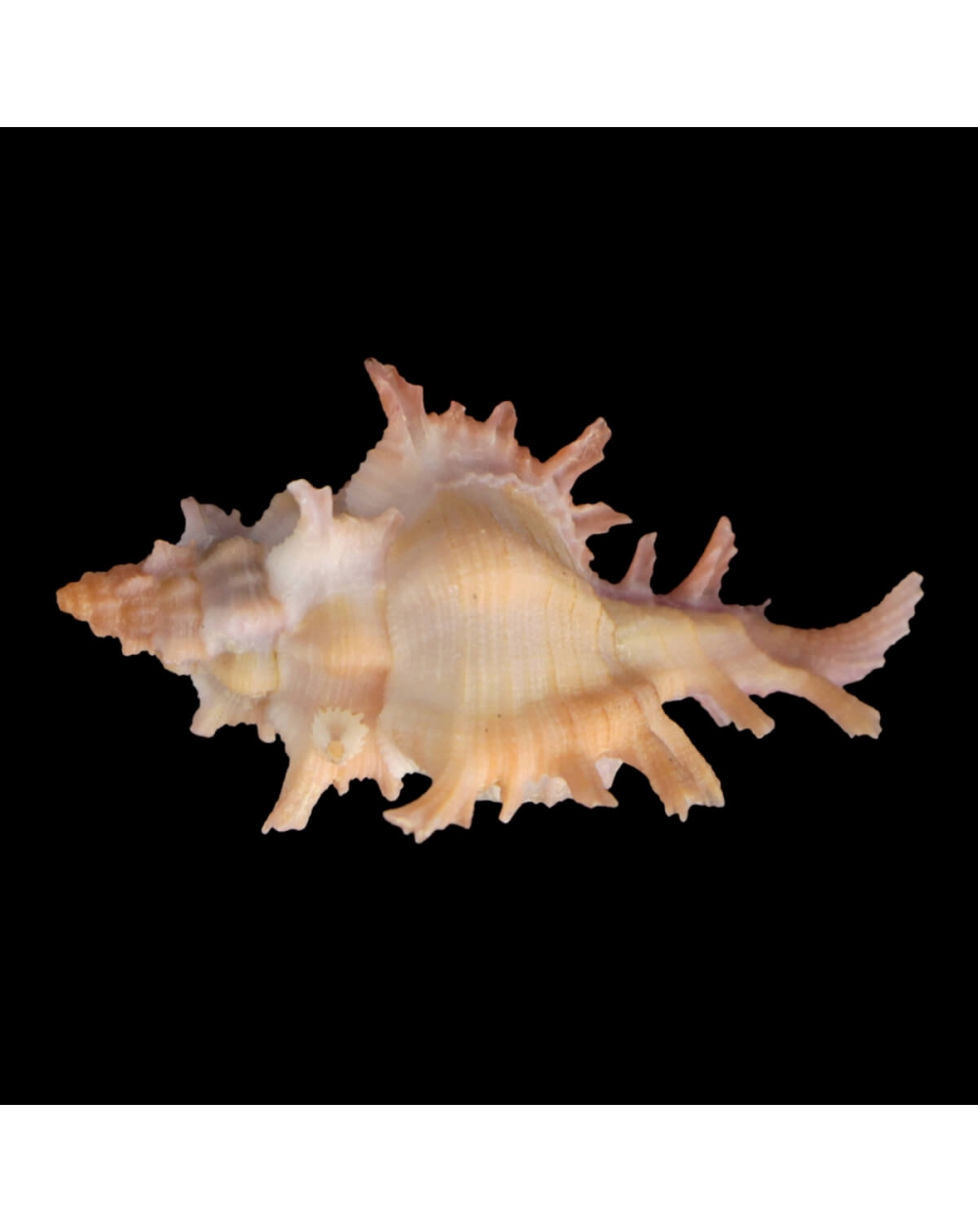 Chicoreus Rossiteri