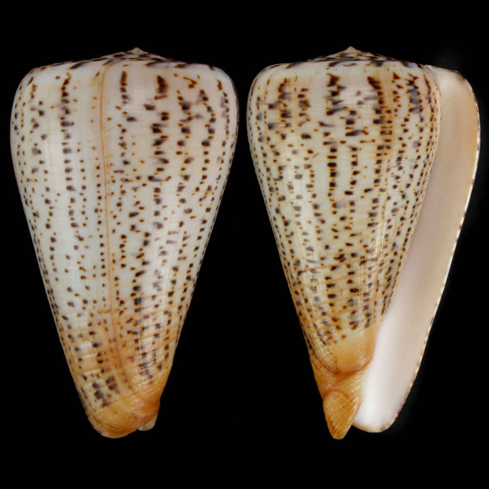 Conus Dendroconus Suratensis - Filippine