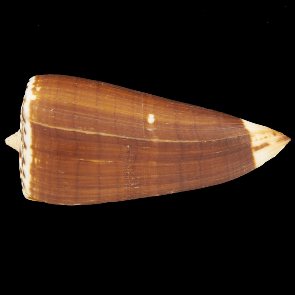 Conus (Strategoconus) Maldivus - Madagaskar