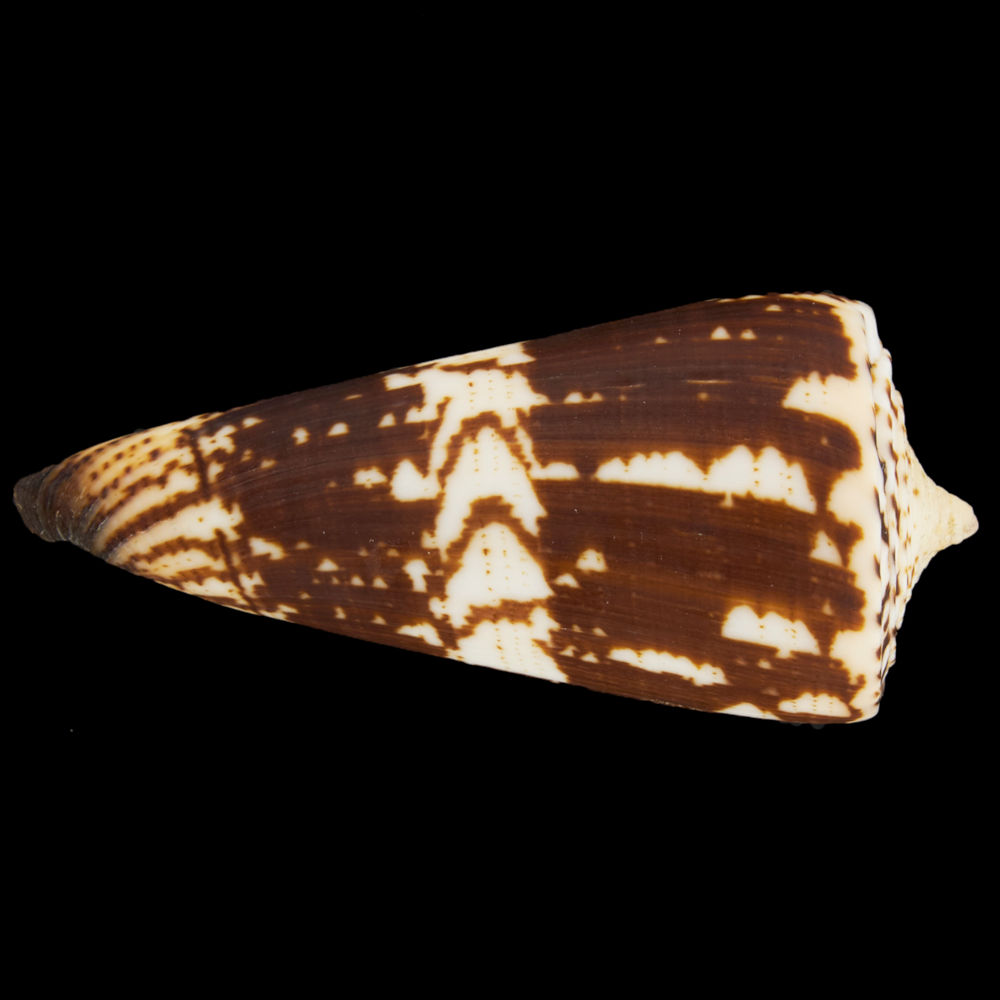 Conus Maldivus - Madagascar