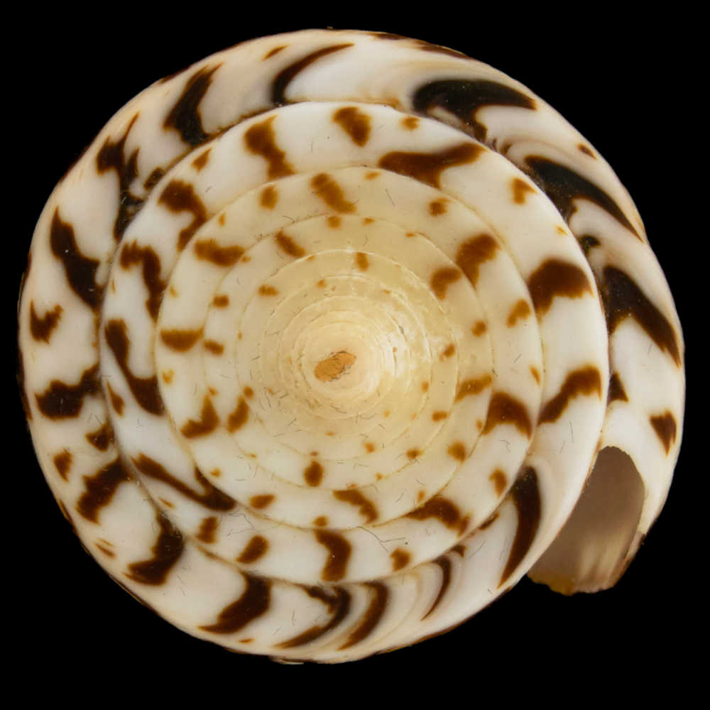 Conus Maldivus - Madagascar