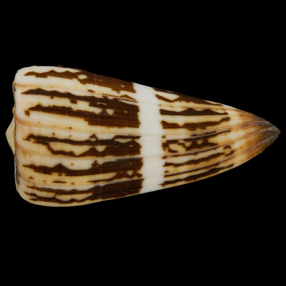 Conus (Strategoconus) Maldivus - Madagaskar