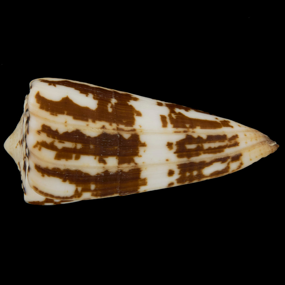 Conus (Strategoconus) Maldivus - Madagascar
