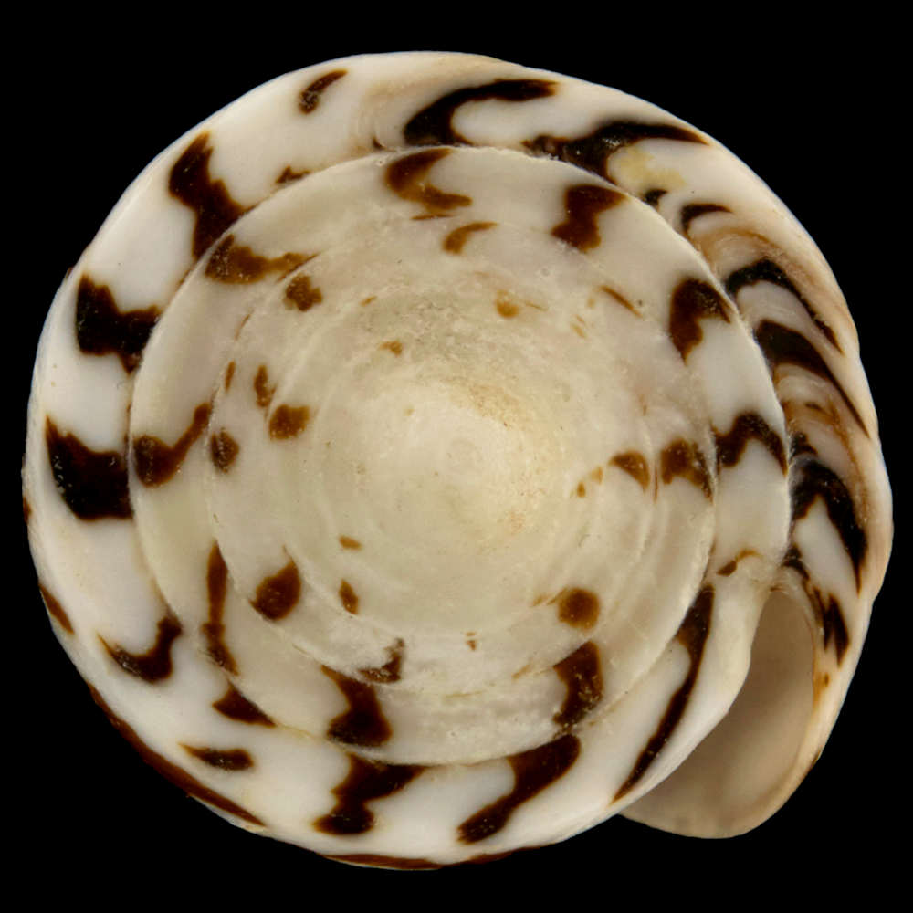 Conus (Strategoconus) Maldivus - Madagaskar