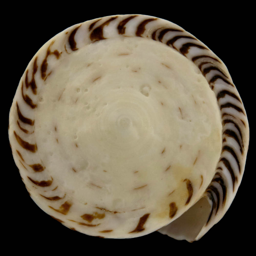 Conus (Strategoconus) Maldivus - Madagascar