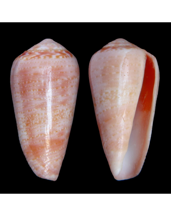 Conus Solangeae