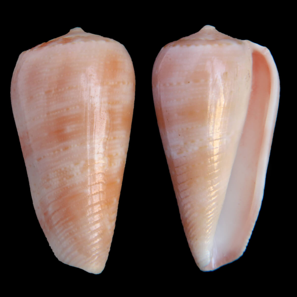Conus Solangeae