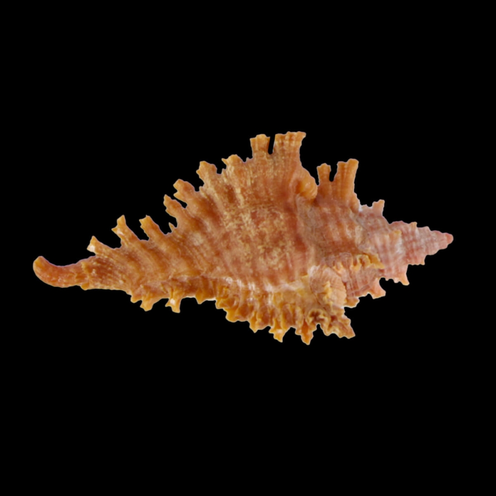Chicoreus Strigatus Red